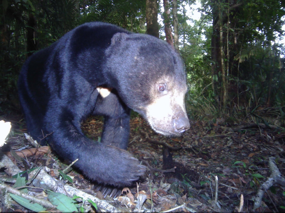 Project photos Indonesia - WildCats Conservation Alliance
