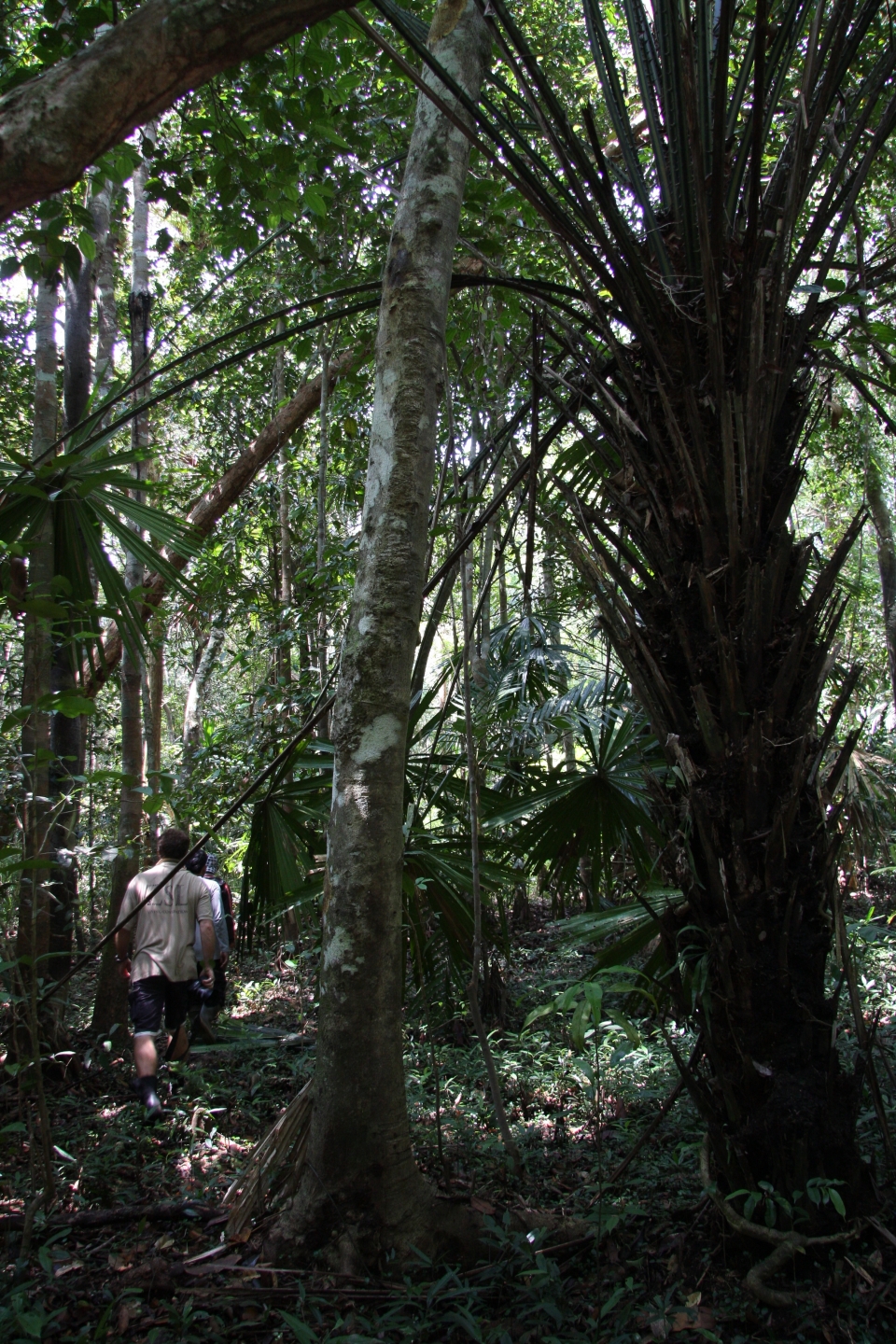 Project photos Indonesia | WildCats Conservation Alliance