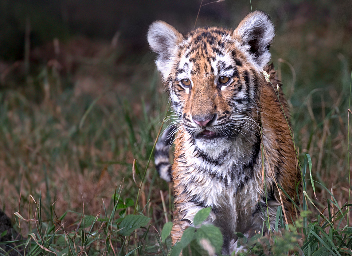 Movement of tigers | WildCats Conservation Alliance