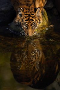 Sumatran Tiger Facts - WildCats Conservation Alliance