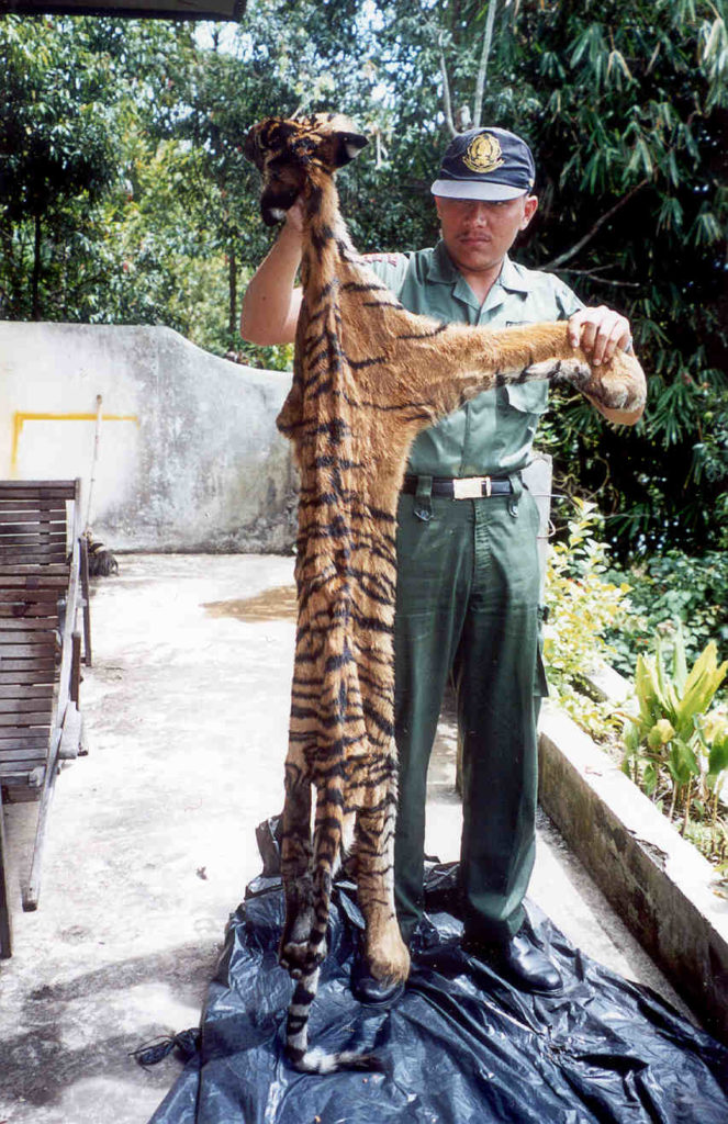 Kerinci Seblat Sumatran Tiger Project (FFI) - WildCats Conservation ...