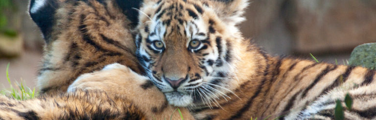 Protecting the Sumatran tiger in Bengkulu | WildCats Conservation Alliance
