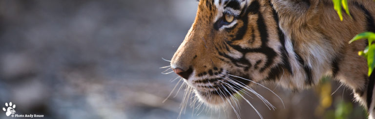 Field Based Forensics for Protection of Tigers and Their Prey (Panthera ...