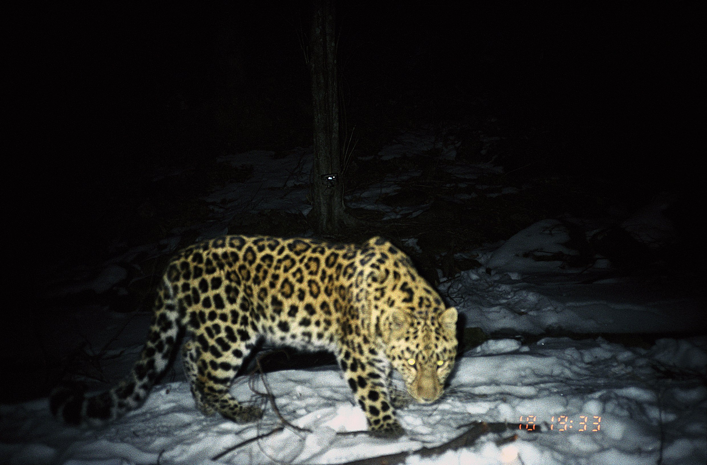 Quarters for Conservation - WildCats Conservation Alliance