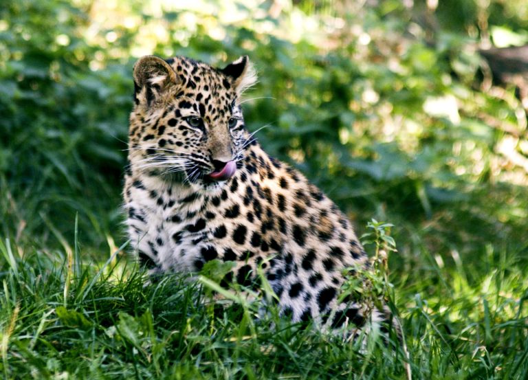 Amur leopard information - WildCats Conservation Alliance