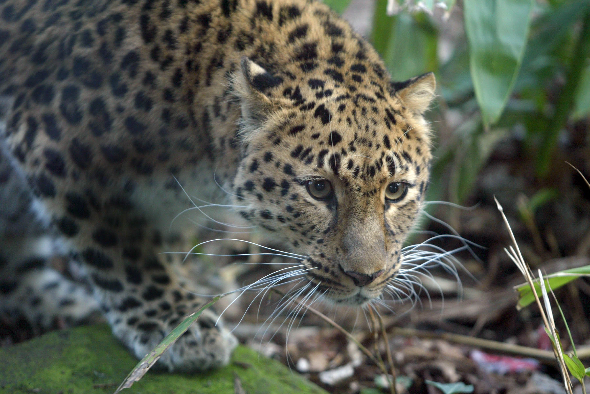 Why I support Amur leopards | WildCats Conservation Alliance