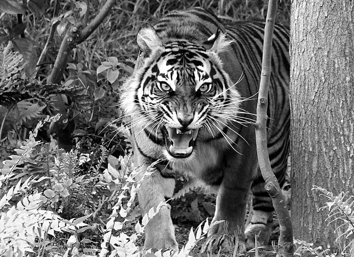 Recovery planning towards doubling wild tiger Panthera tigris numbers ...