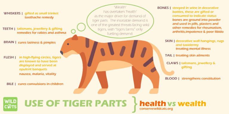 Why do people poach tigers? Health vs Wealth | WildCats Conservation