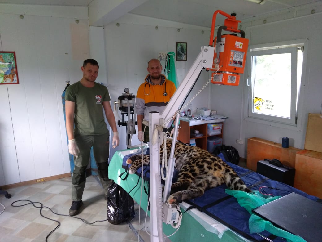 Amur leopard rescue - WildCats Conservation Alliance