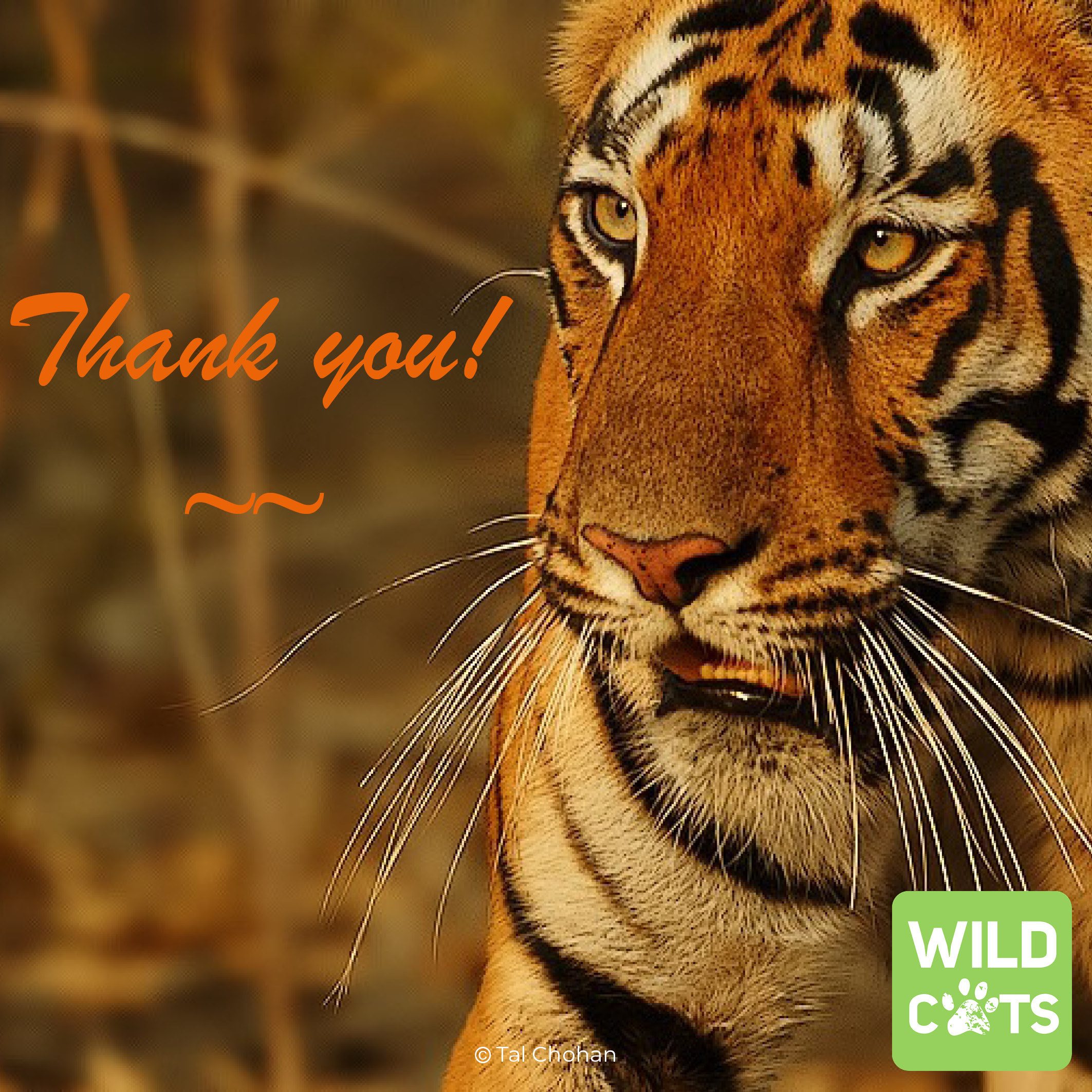 Please support your local zoo - WildCats Conservation Alliance