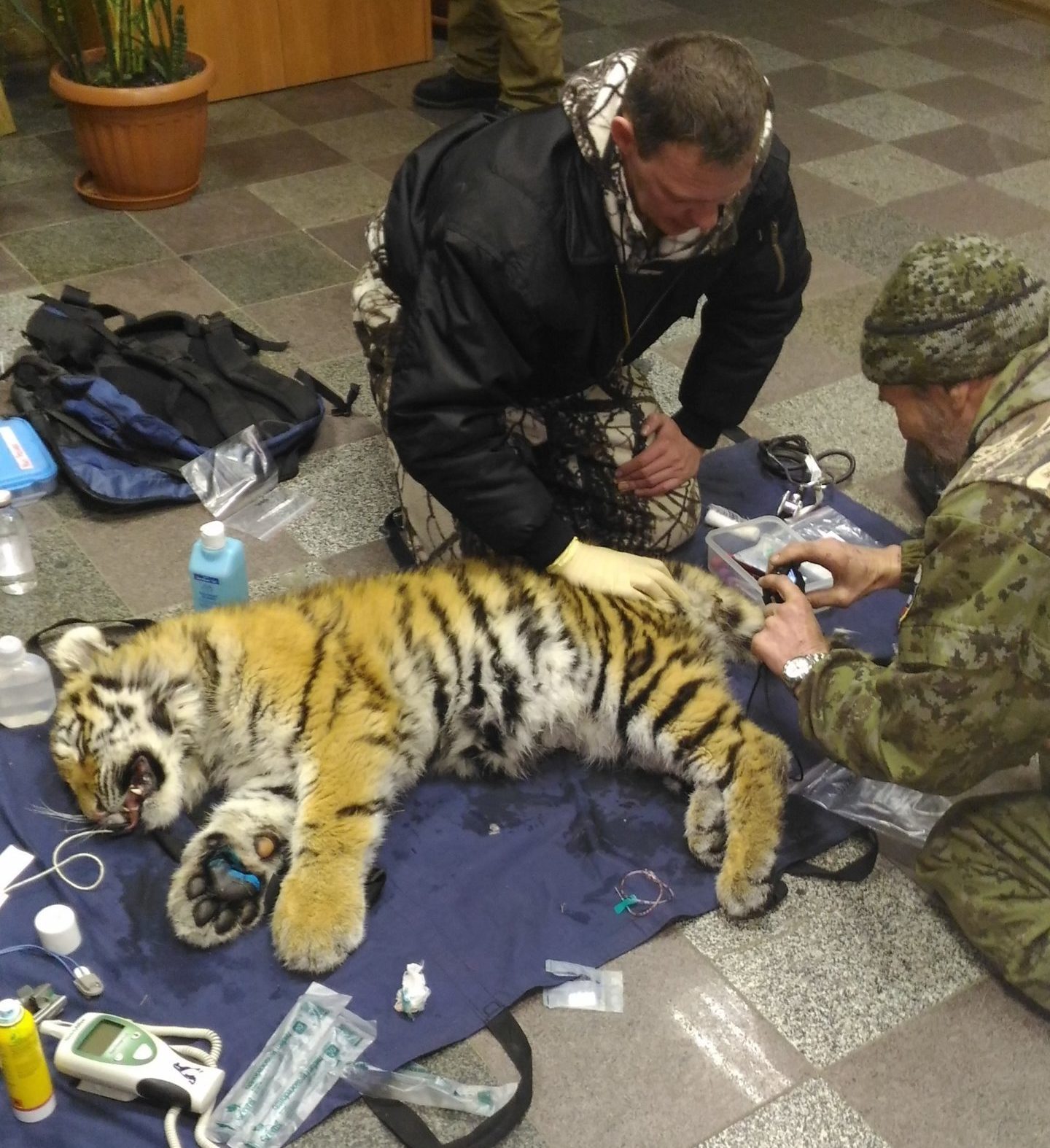 Orphaned tiger cub rescue - WildCats Conservation Alliance