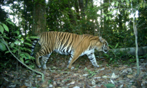 Kerinci Seblat Sumatran Tiger Project - WildCats Conservation Alliance