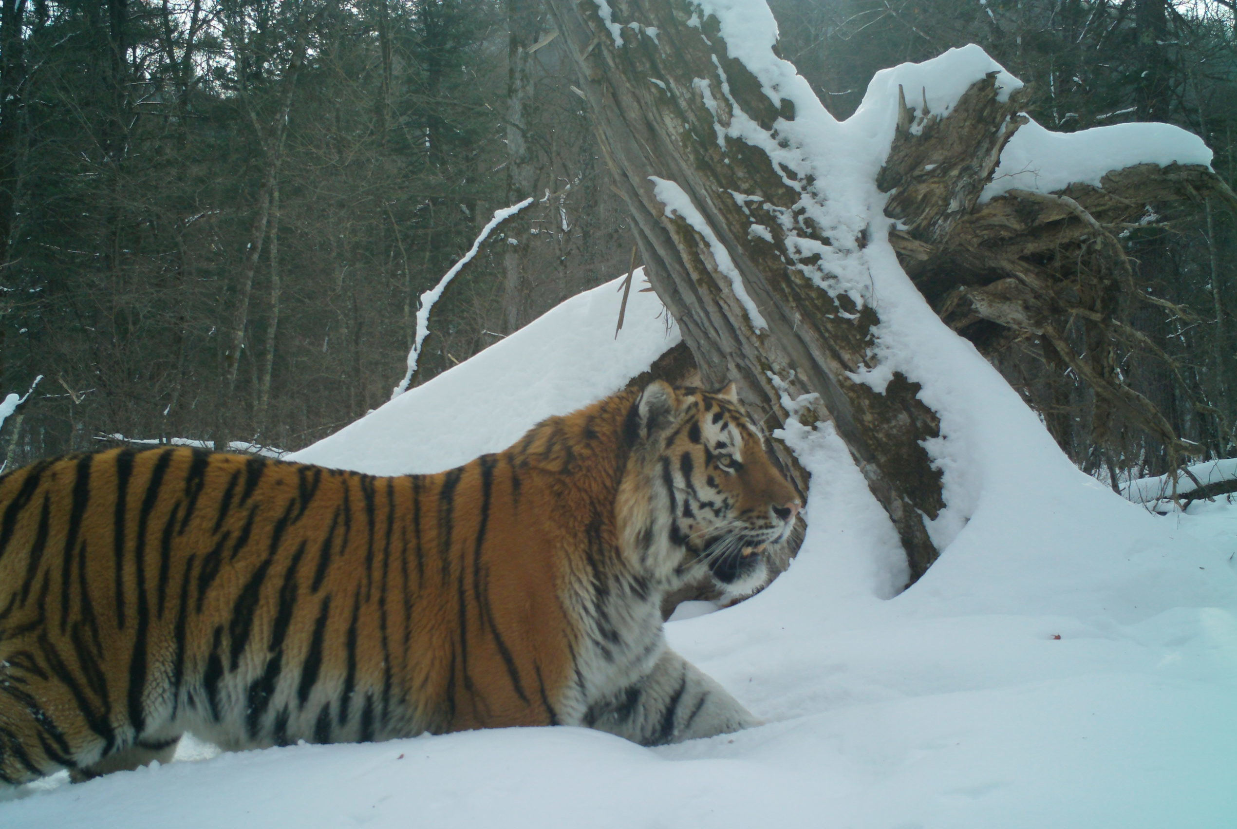 Vaccination of tigers is a solution to CDV - WildCats Conservation Alliance