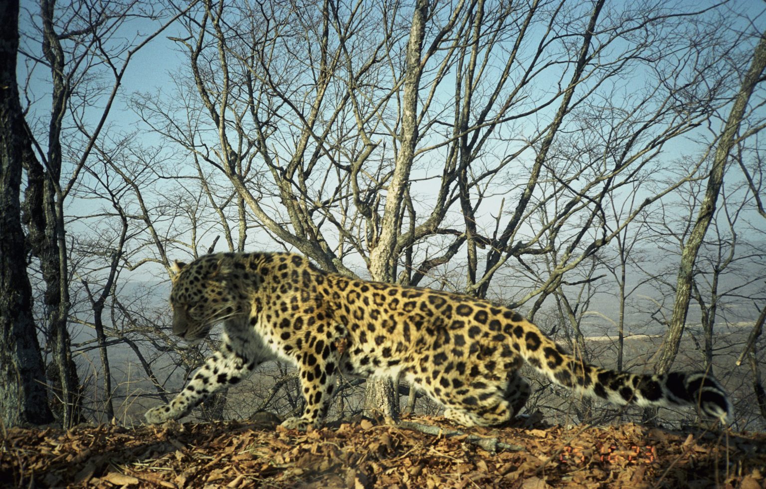 Second Annual Amur leopard run - WildCats Conservation Alliance