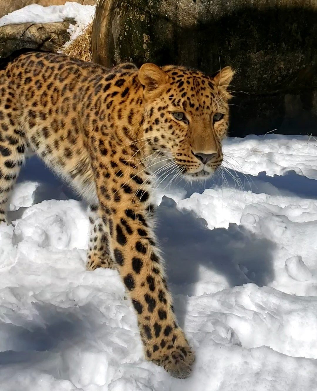 Amur leopard fun run - WildCats Conservation Alliance