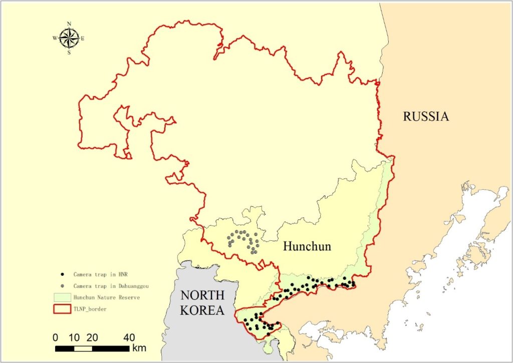 Big cats without passports - Fledgling populations of Amur tigers in ...