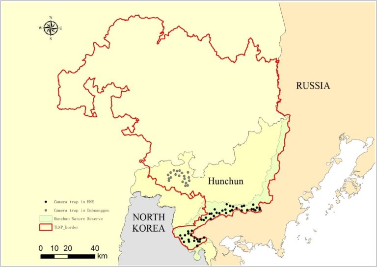 Big cats without passports - Fledgling populations of Amur tigers in ...