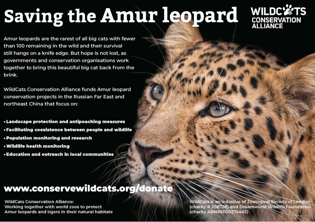 WildCats Posters & Leaflets - WildCats Conservation Alliance