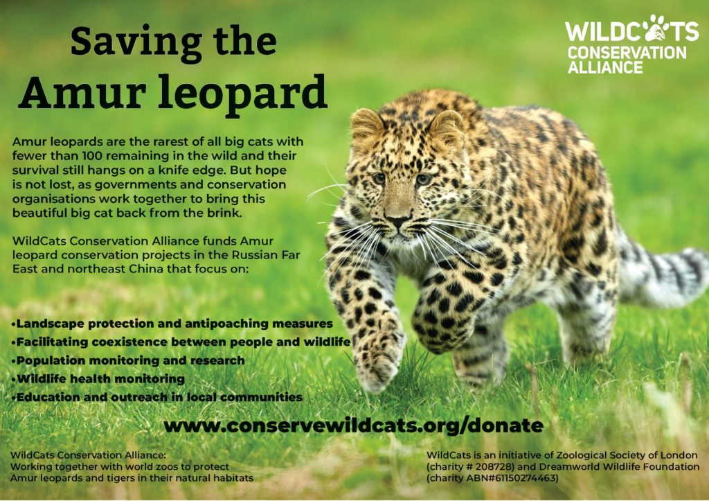 WildCats Posters & Leaflets - WildCats Conservation Alliance