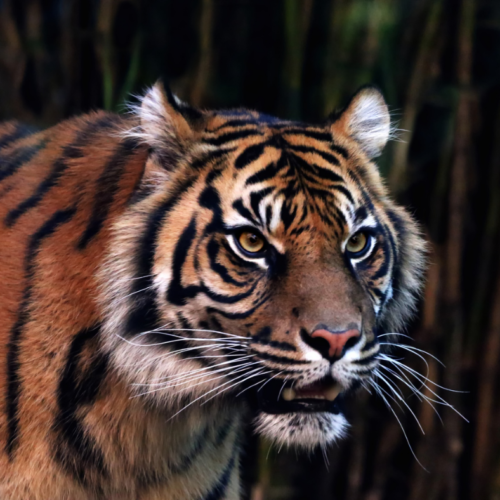 Human-Tiger Coexistence in Parsa National Park - WildCats Conservation ...