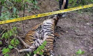 Kerinci Seblat Sumatran Tiger Project - WildCats Conservation Alliance