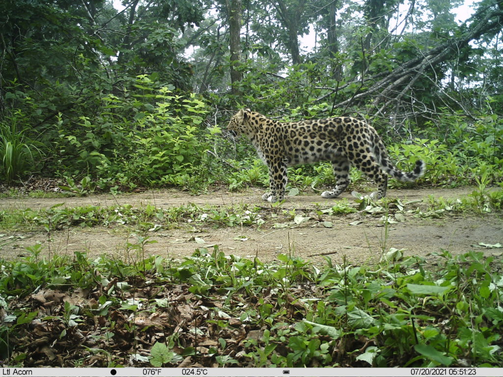 The Growth of Amur leopards & tigers in China - WildCats Conservation ...