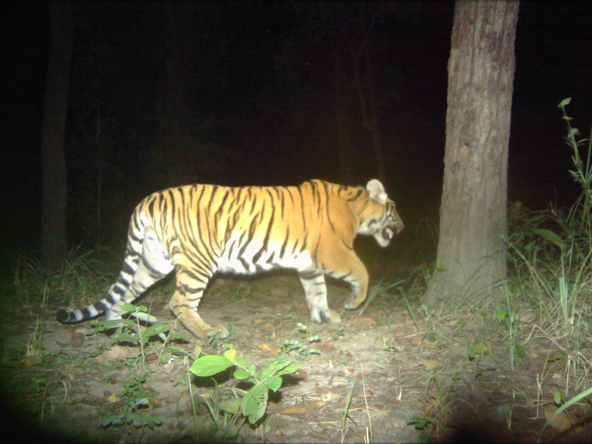 Human-Tiger Coexistence in Parsa National Park - WildCats Conservation ...