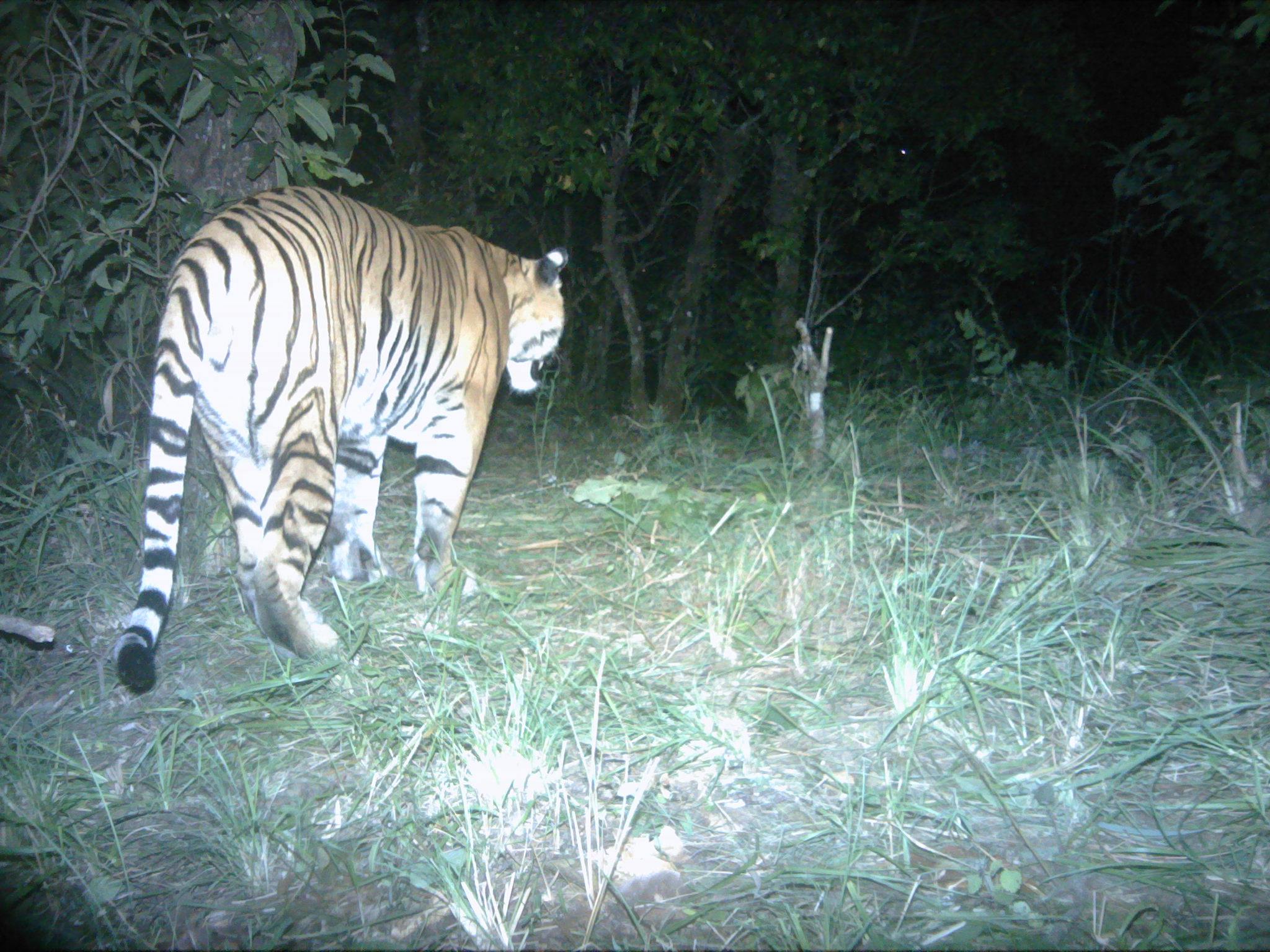 Human-Tiger Coexistence in Parsa National Park - WildCats Conservation ...