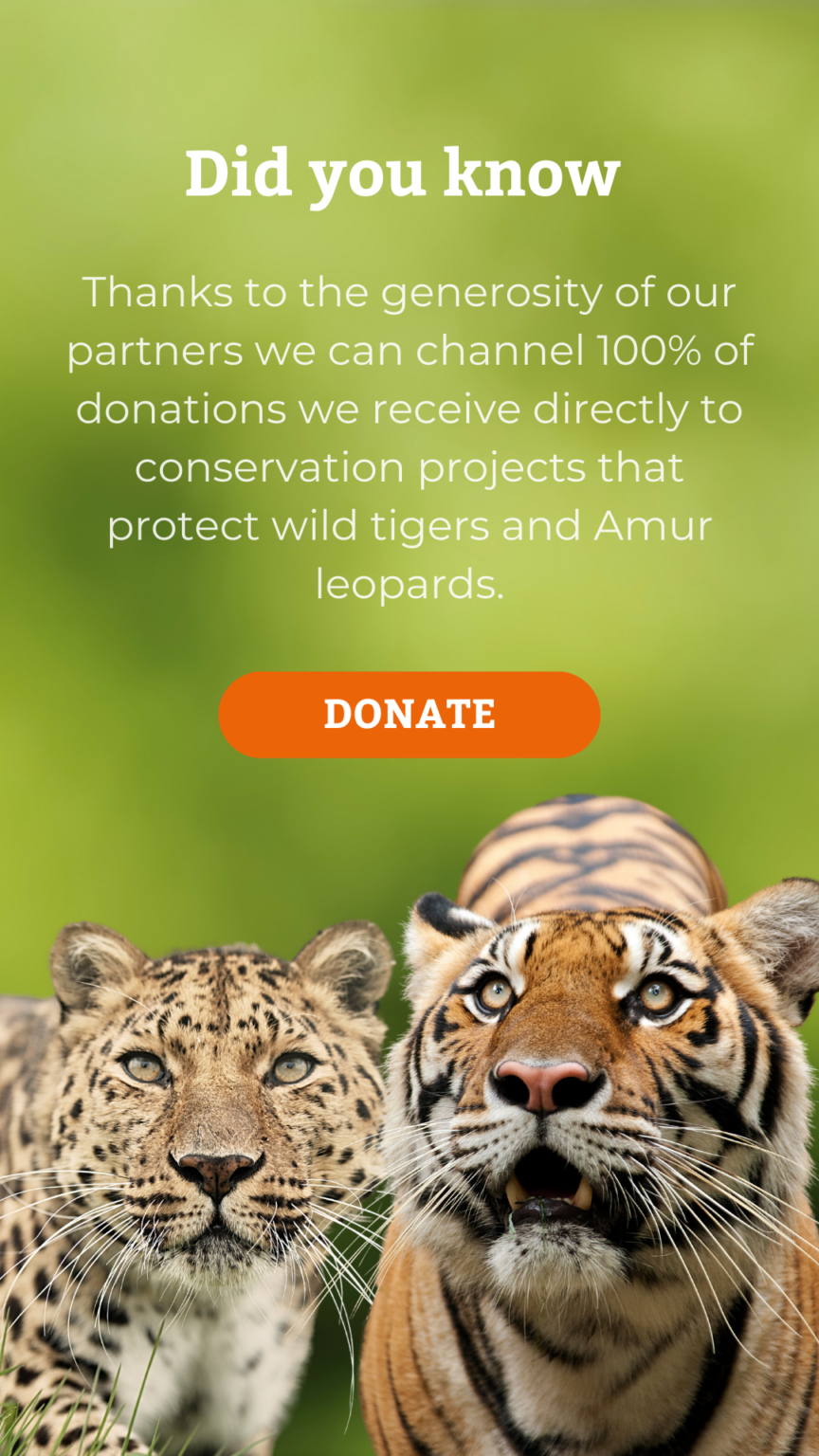 What tiger subspecies are you?