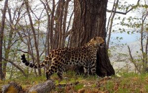 One small step for 3 Amur leopards, one giant leap for the rarest big ...