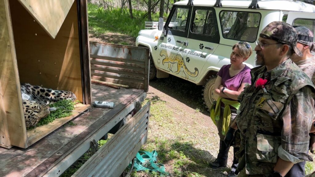 One small step for 3 Amur leopards, one giant leap for the rarest big ...
