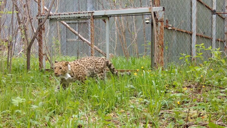 One small step for 3 Amur leopards, one giant leap for the rarest big ...
