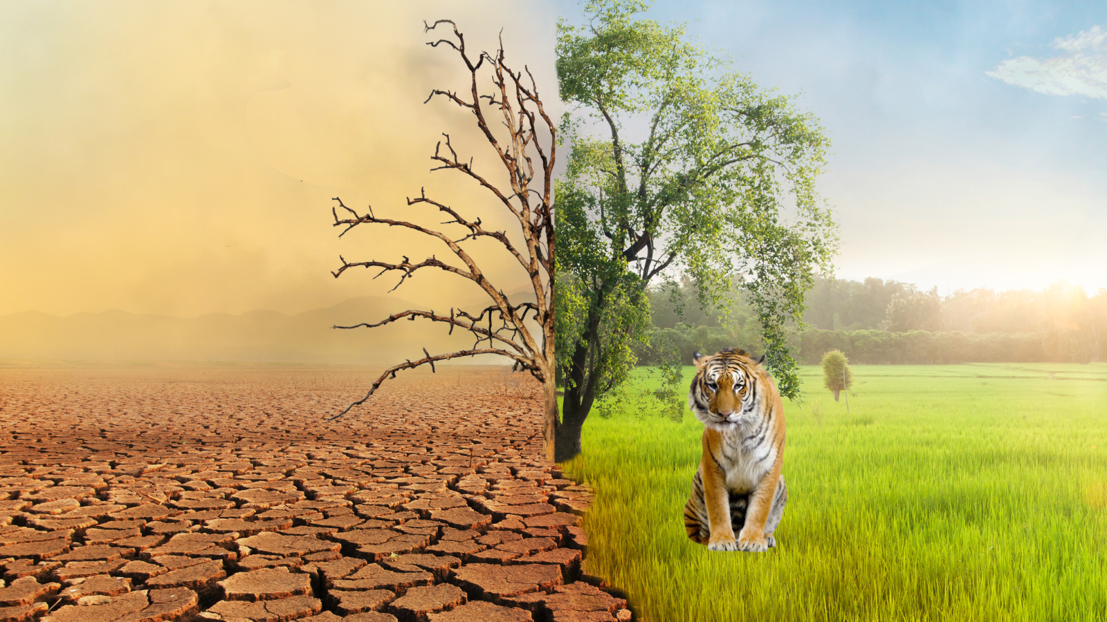 Climate co-benefits of tiger conservation - WildCats Conservation Alliance