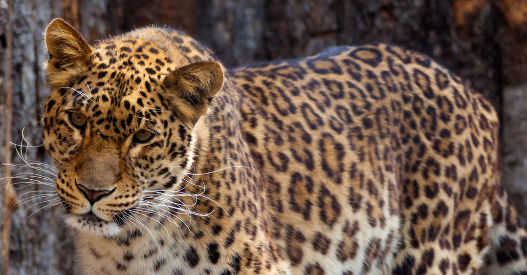 Latest Research - WildCats Conservation Alliance