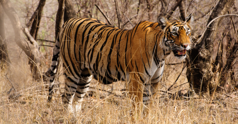 50 Years of India's Project Tiger: Triumphs, Challenges, and a Vision ...