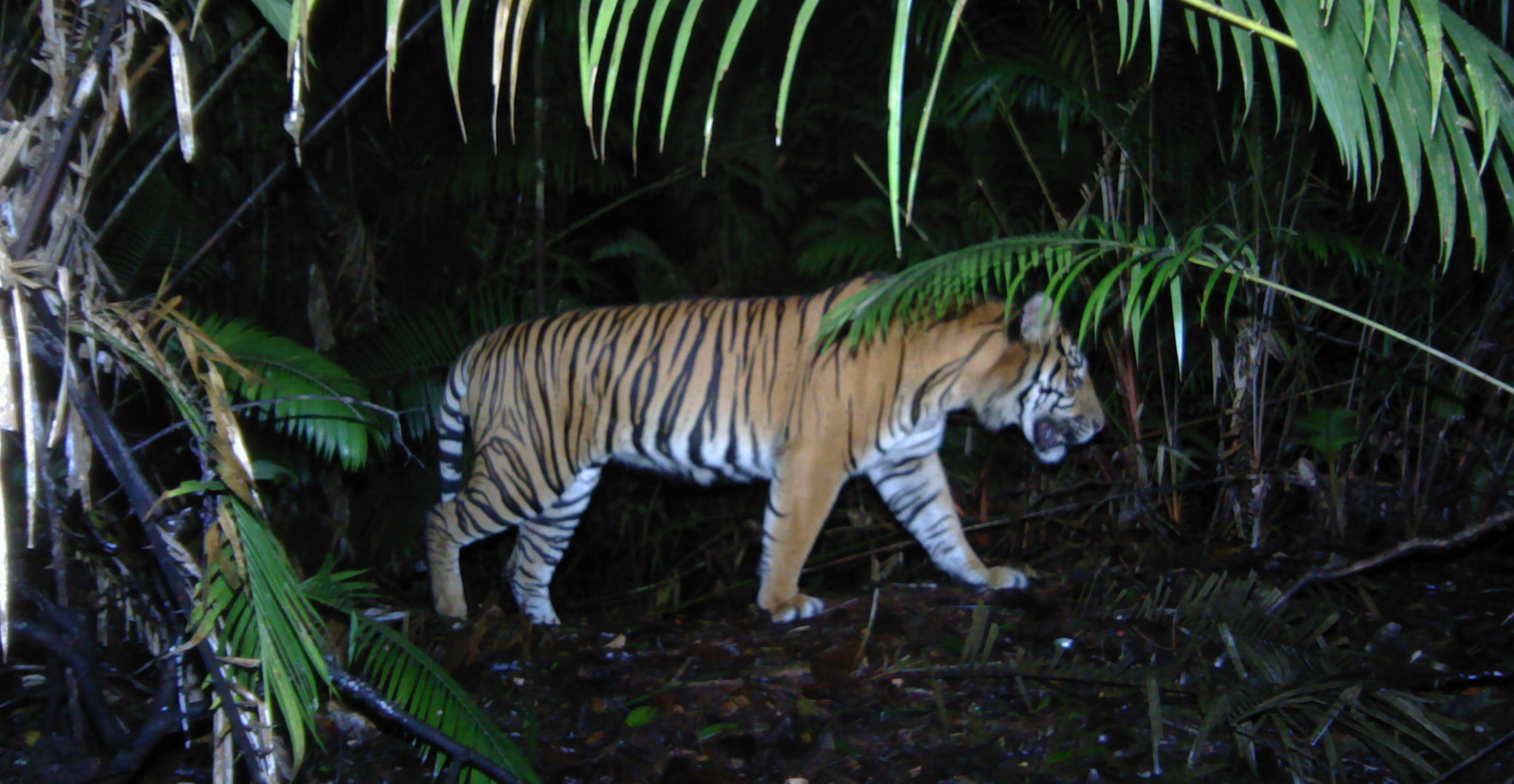 Sumatran Tiger Habitat Loss