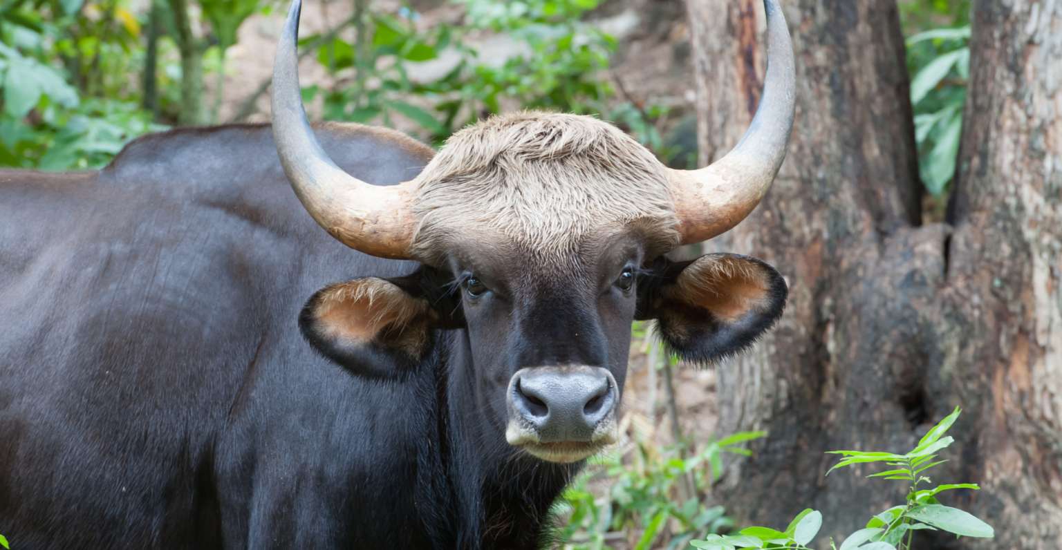 Dry-season habitat occupancy by ungulate tiger prey in northern Myanmar ...