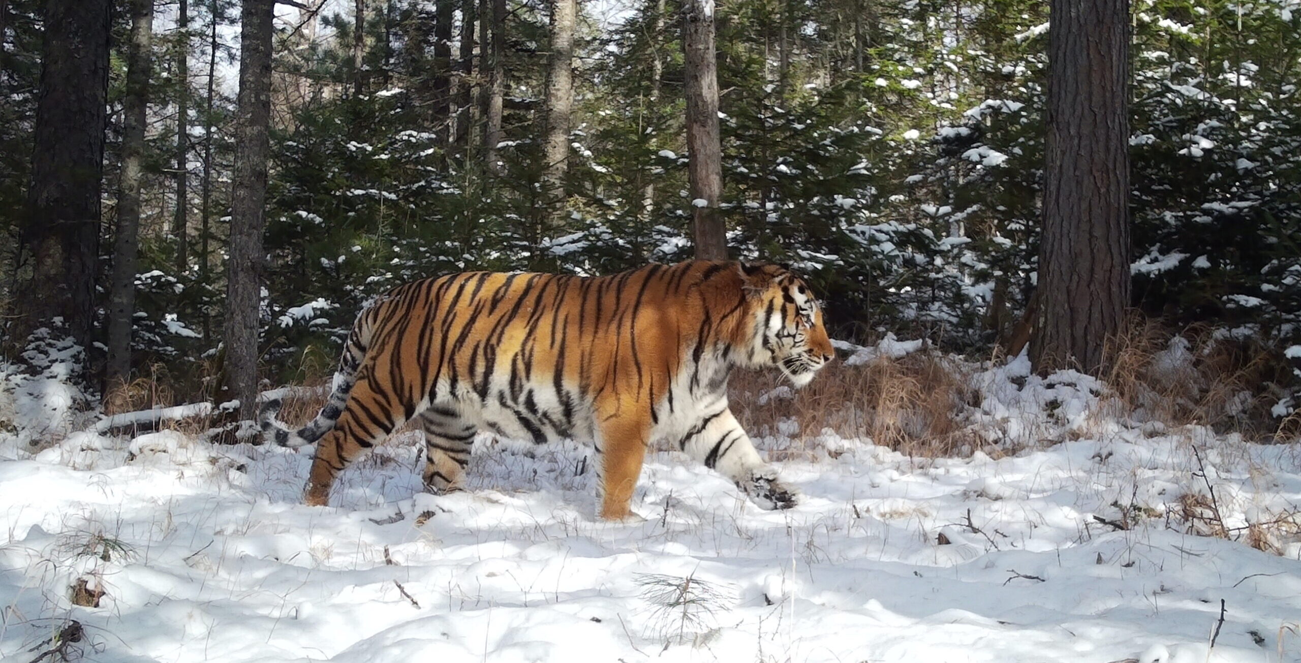 Amur Tigers in the Limelight as Population Grows