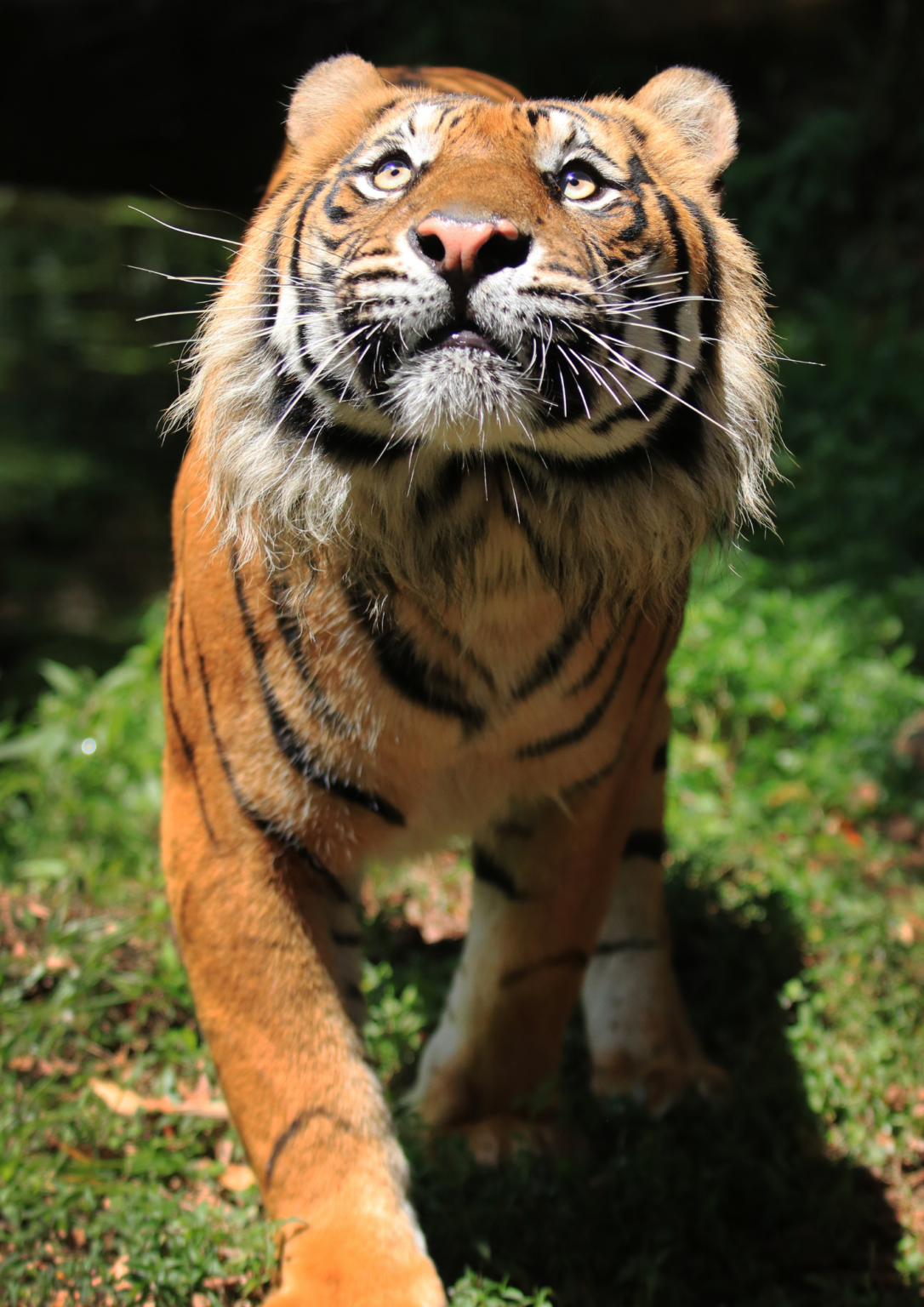 Sumatran Tiger Facts - WildCats Conservation Alliance