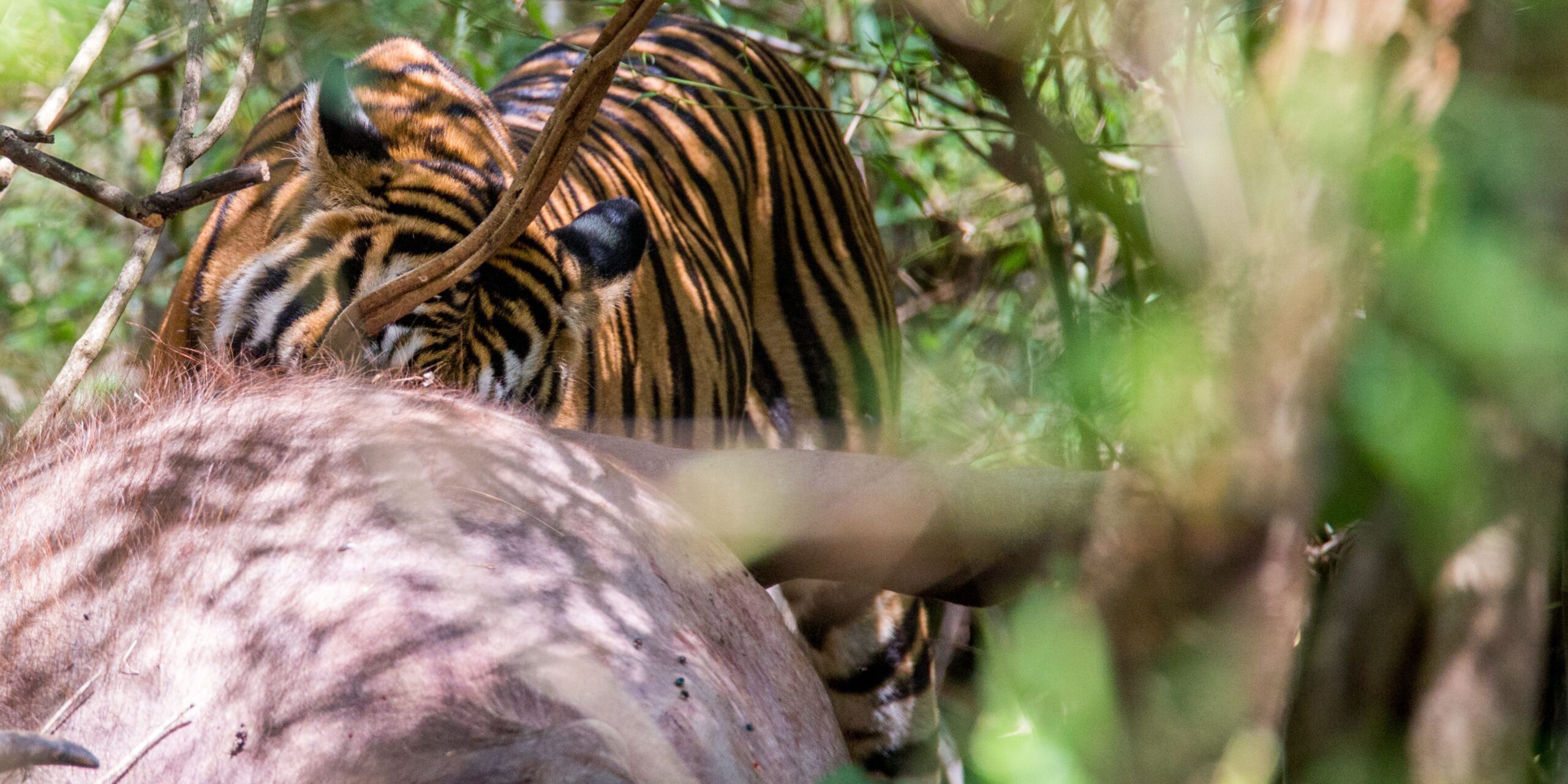 Predicting carrying capacity of a large carnivore from prey densities ...