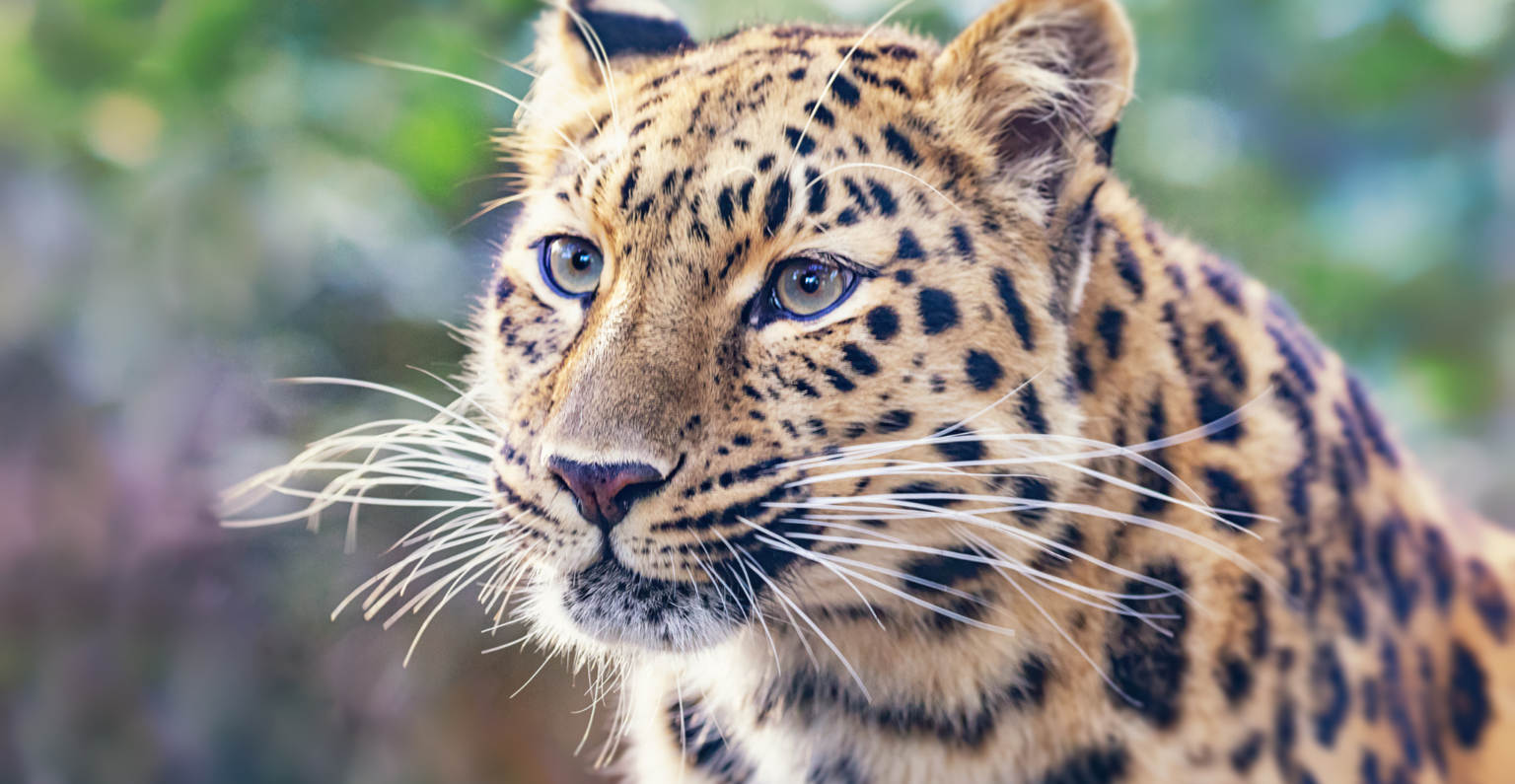 Wild tiger and Amur leopard News - WildCats Conservation Alliance