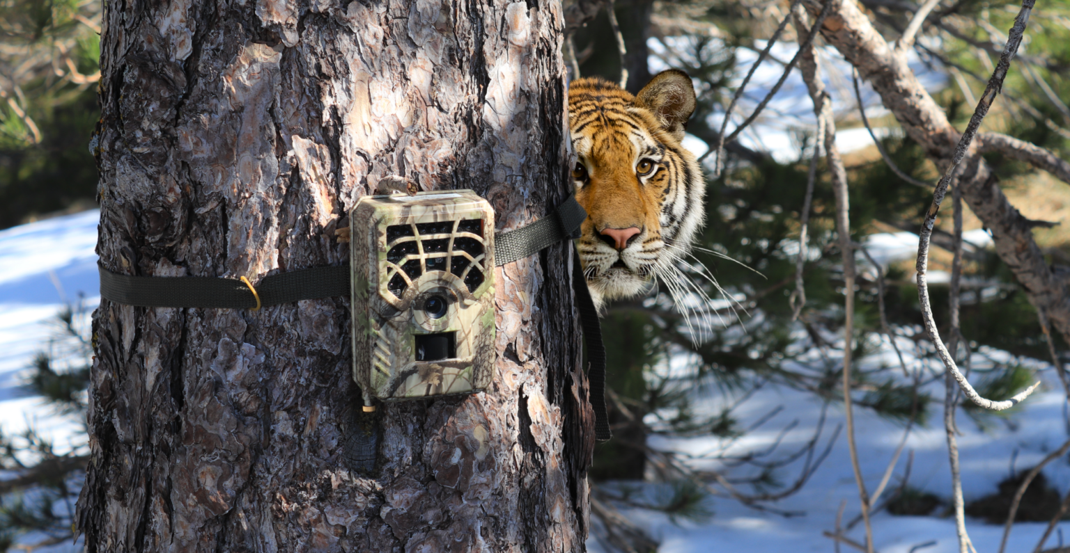 Harnessing the Power of Networked Sensors for Big Cat Conservation