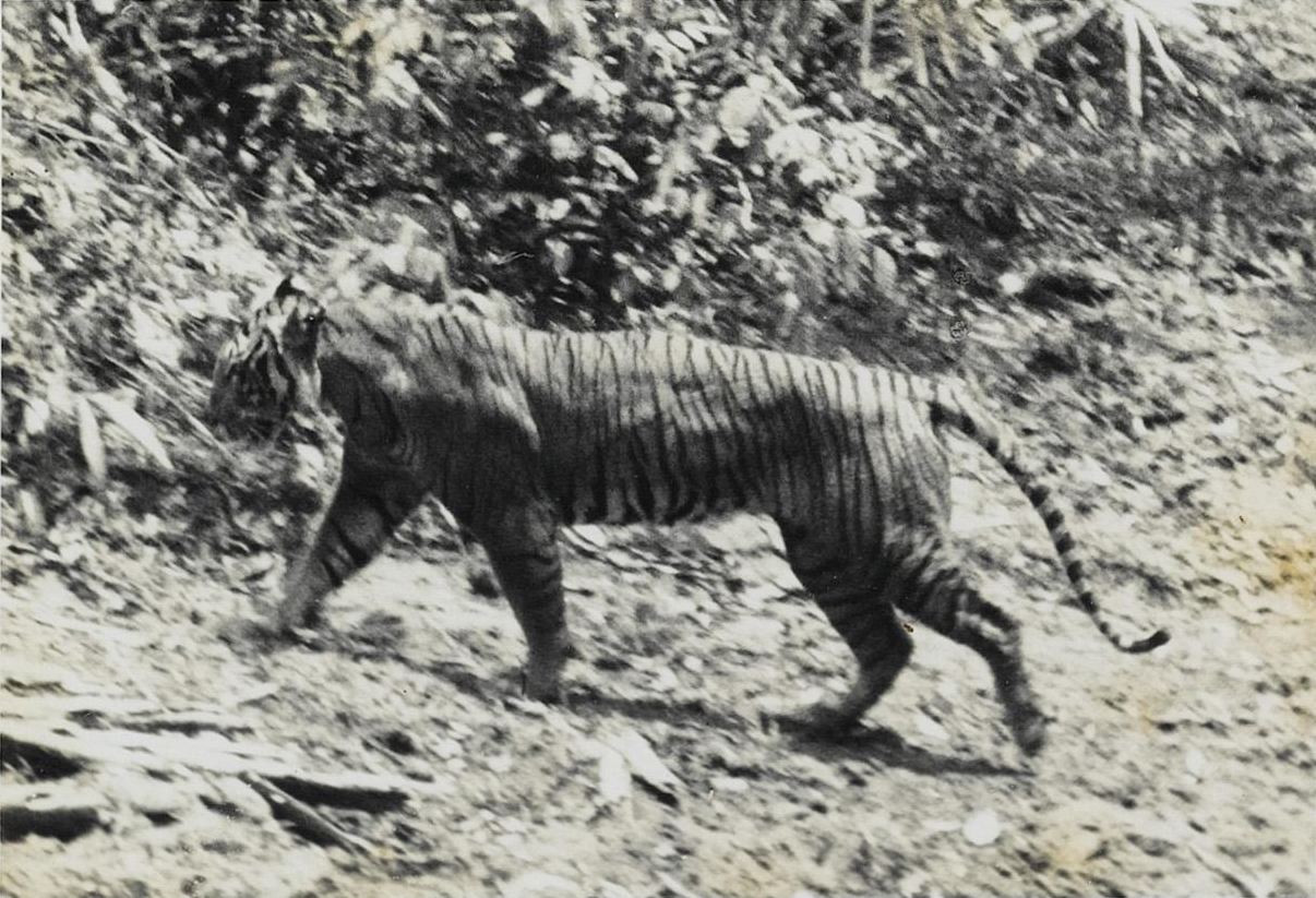Is the Javan tiger extant? DNA analysis of a recent hair sample ...