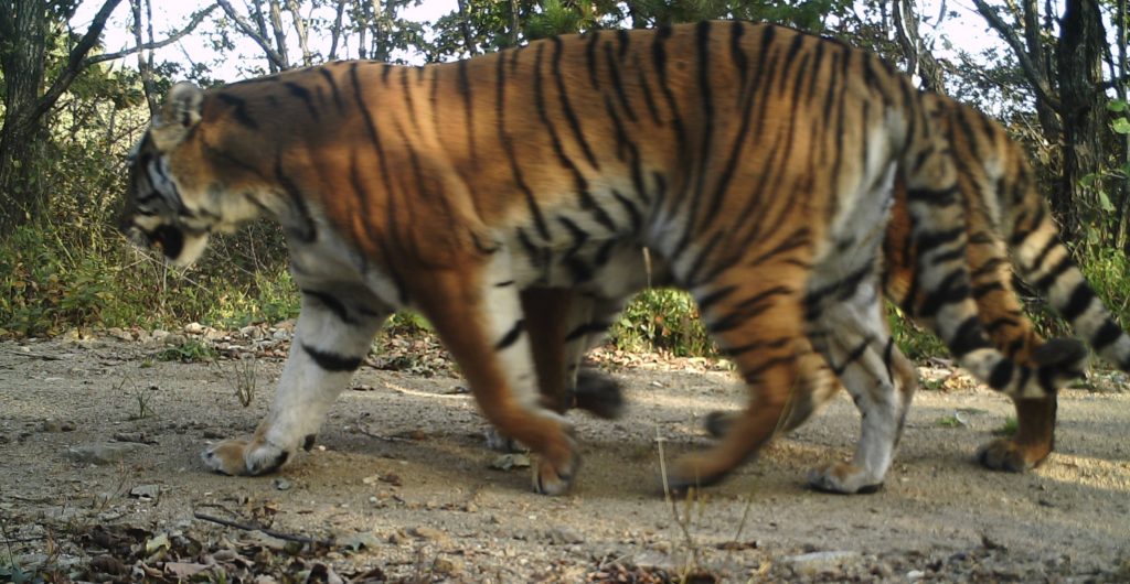 Tiger and Leopard Population Booming in Northeast China