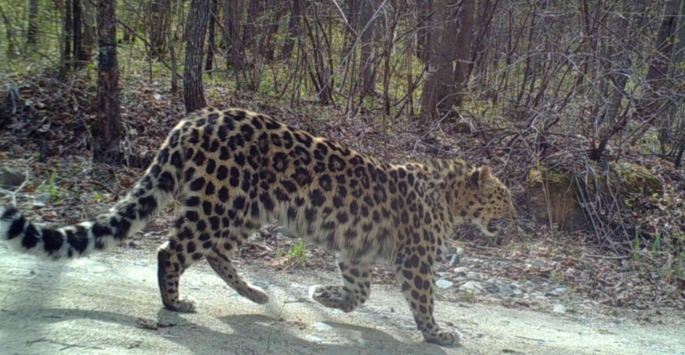 Tiger and Leopard Population Booming in Northeast China