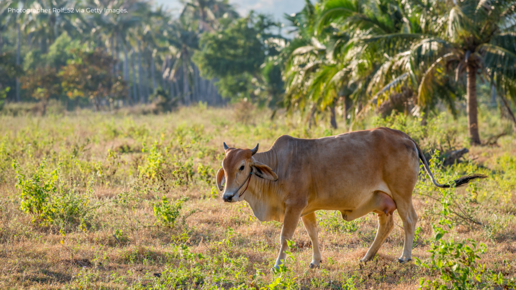 Avoiding Cow-tastrophe: Cattle Threatening Tigers in Thailand’s Western ...