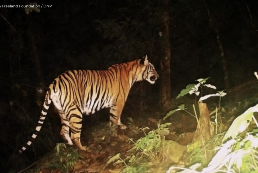 WildCats - Home of Amur leopard and wild tiger conservation