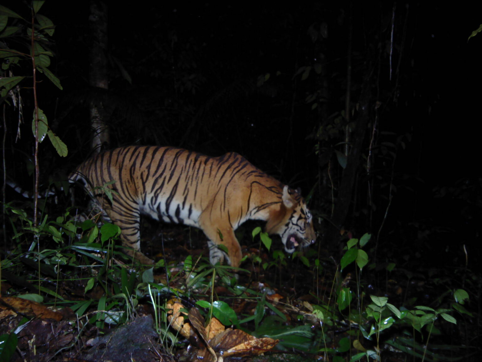 Update on Kerinci Seblat Sumatran Tiger Conservation