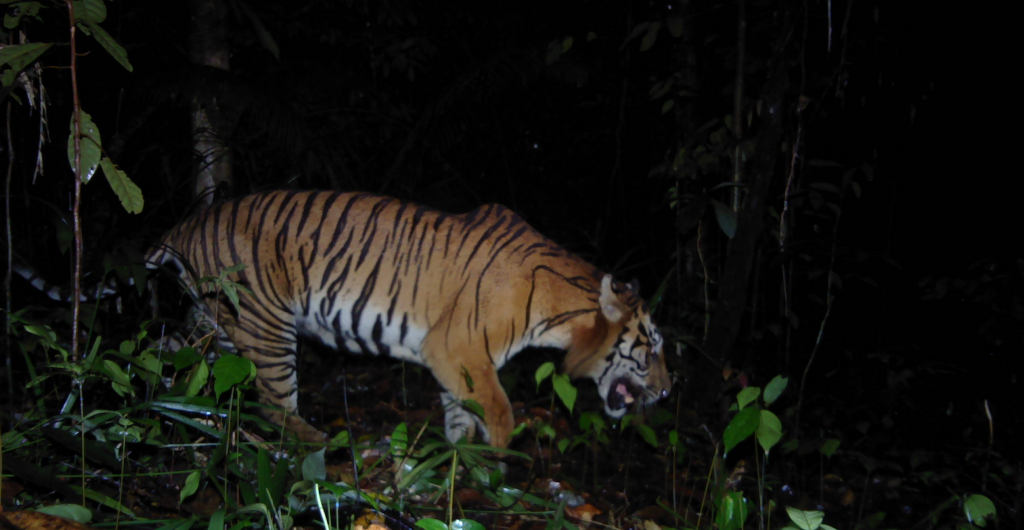 Kerinci Seblat Sumatran Tiger Project - WildCats Conservation Alliance