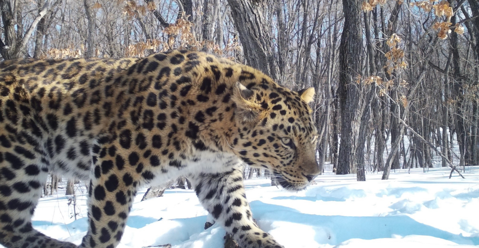 Amur Leopard Facts - WildCats Conservation Alliance